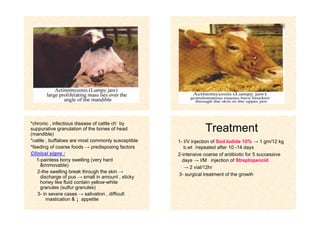 Digestive diseeases of cattle | PDF