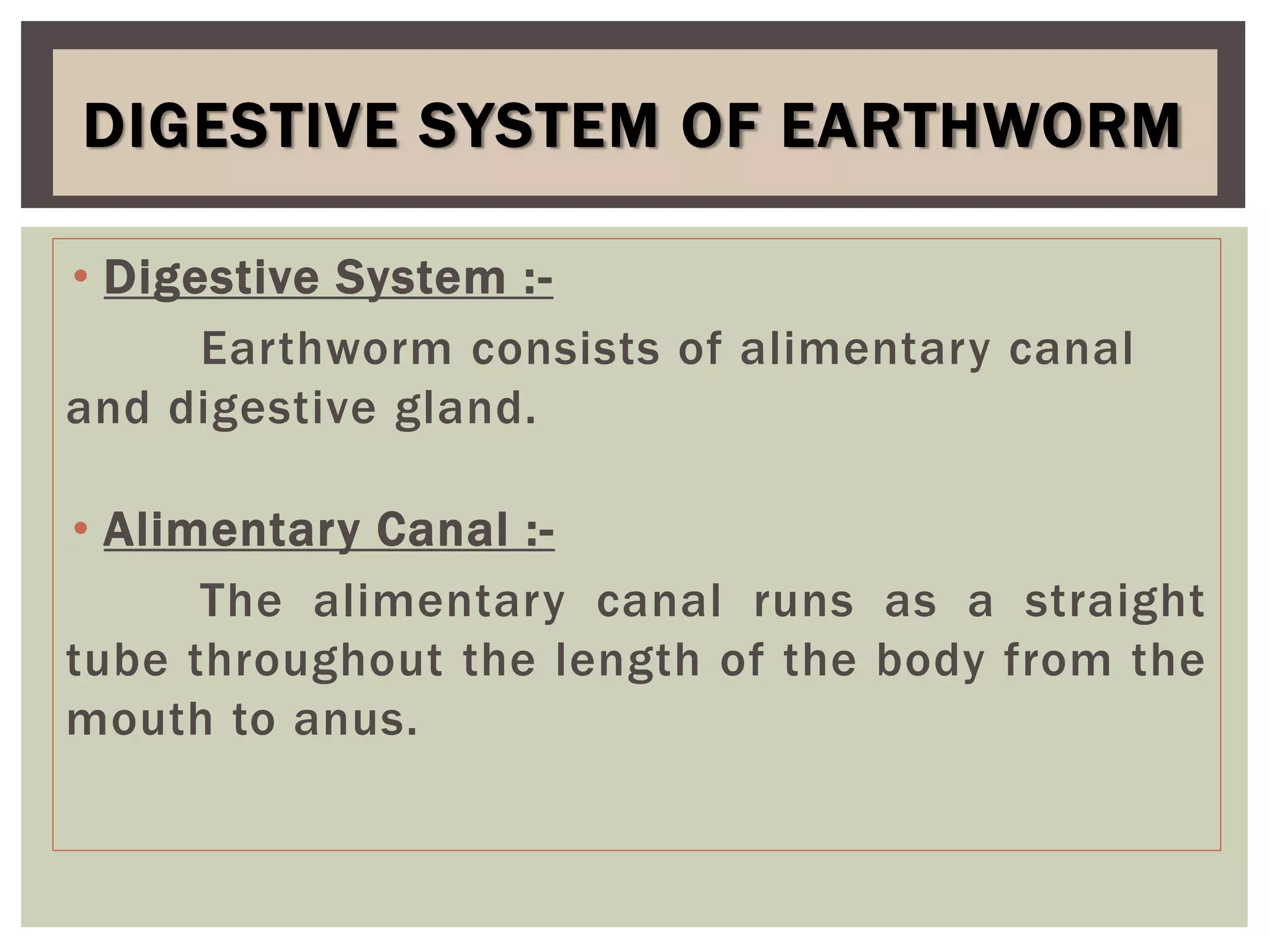 DIGESTIVE EARTHWORM.pptx