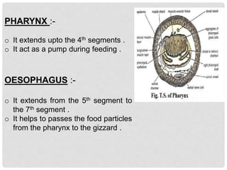 DIGESTIVE EARTHWORM.pptx