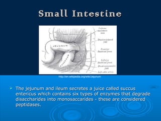 Digestive enzymes | PPT