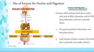 Digestive enzymes | PPTX