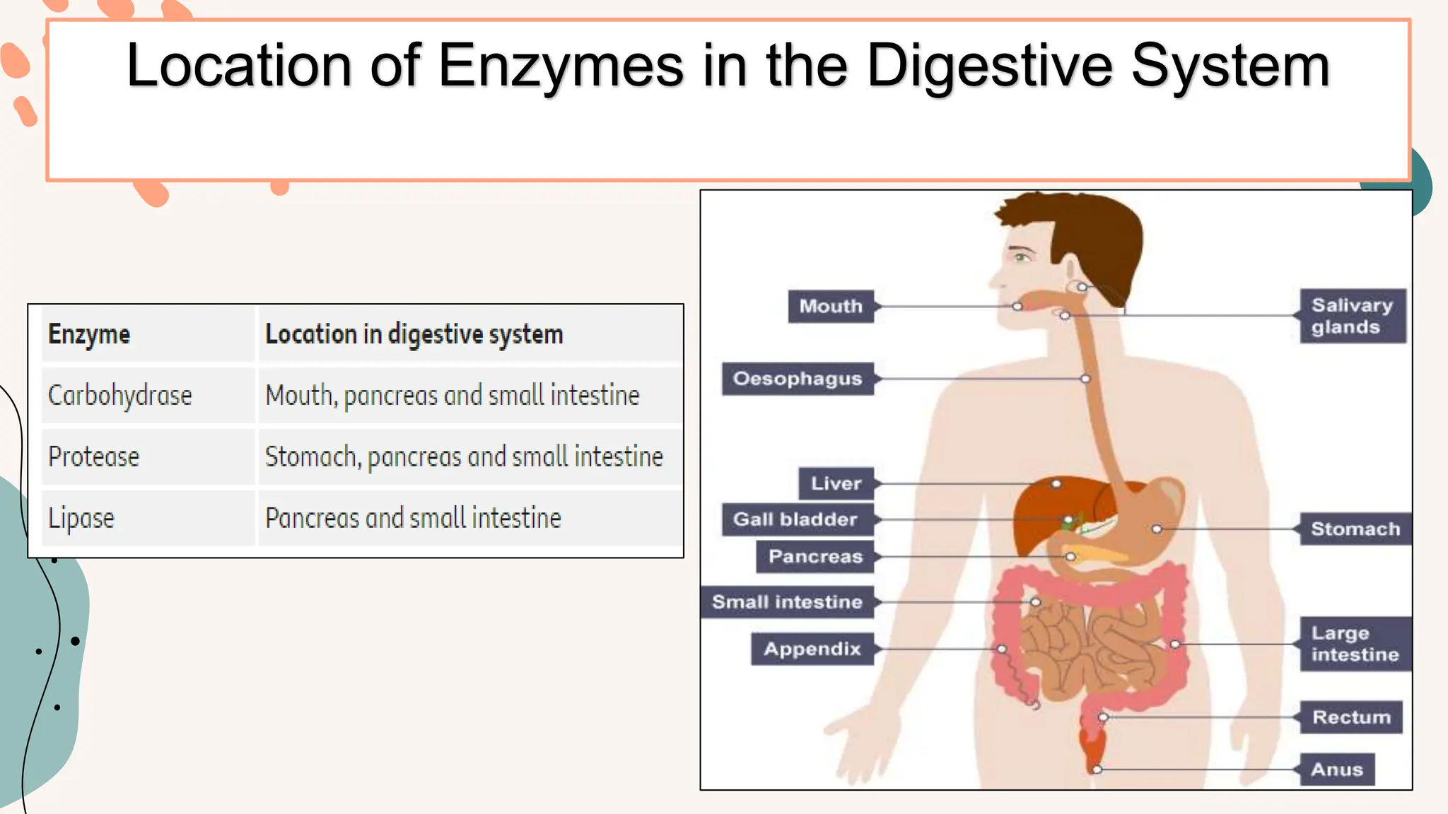 Digestive Enzymes ppt.pptx