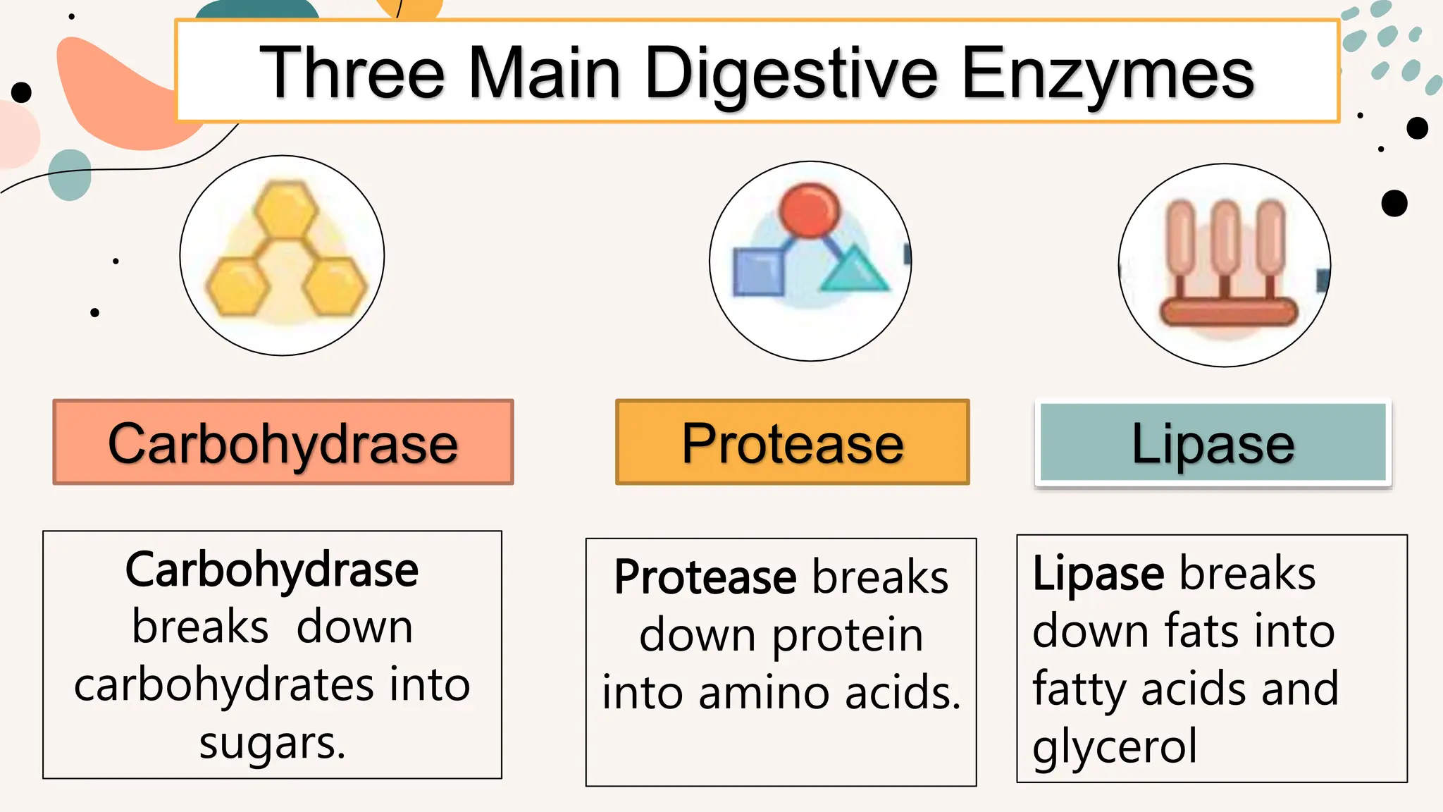 Digestive Enzymes ppt.pptx