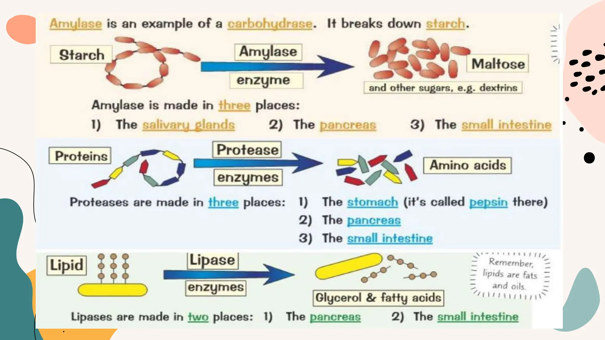 Digestive Enzymes ppt.pptx