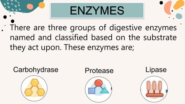 Digestive Enzymes ppt.pptx