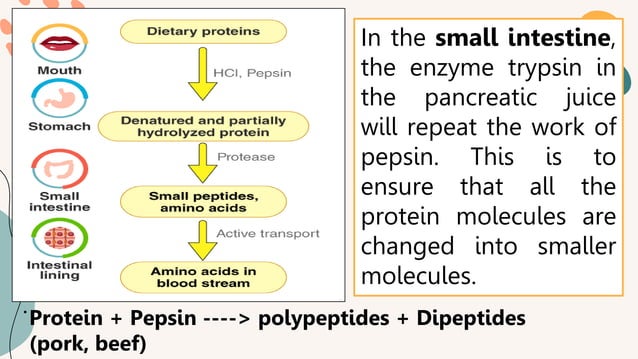 Digestive Enzymes ppt.pptx