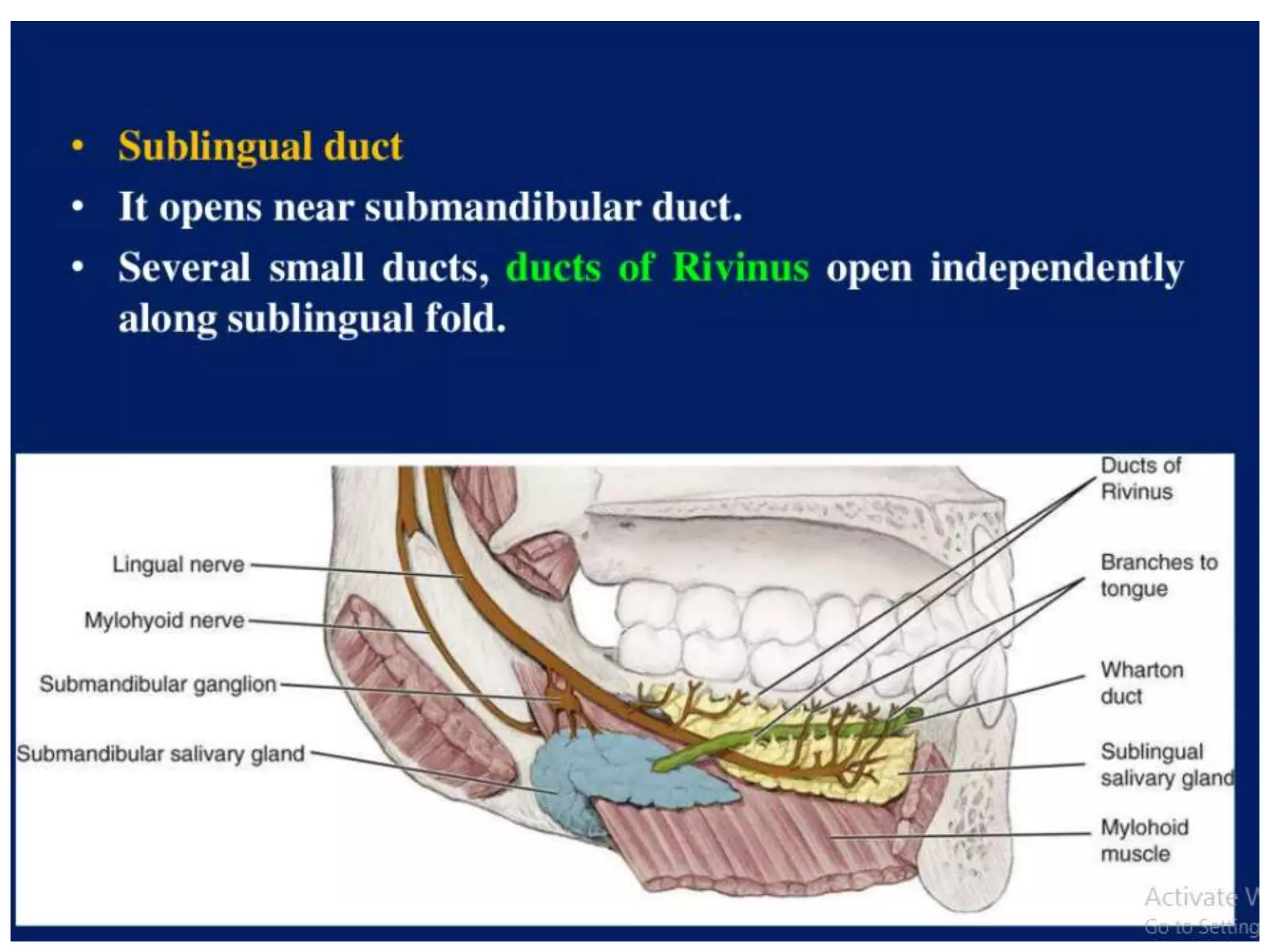 Digestive gland.pptx
