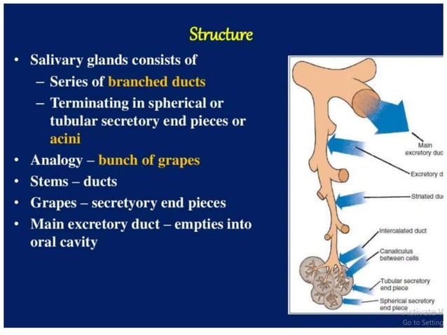Digestive gland.pptx