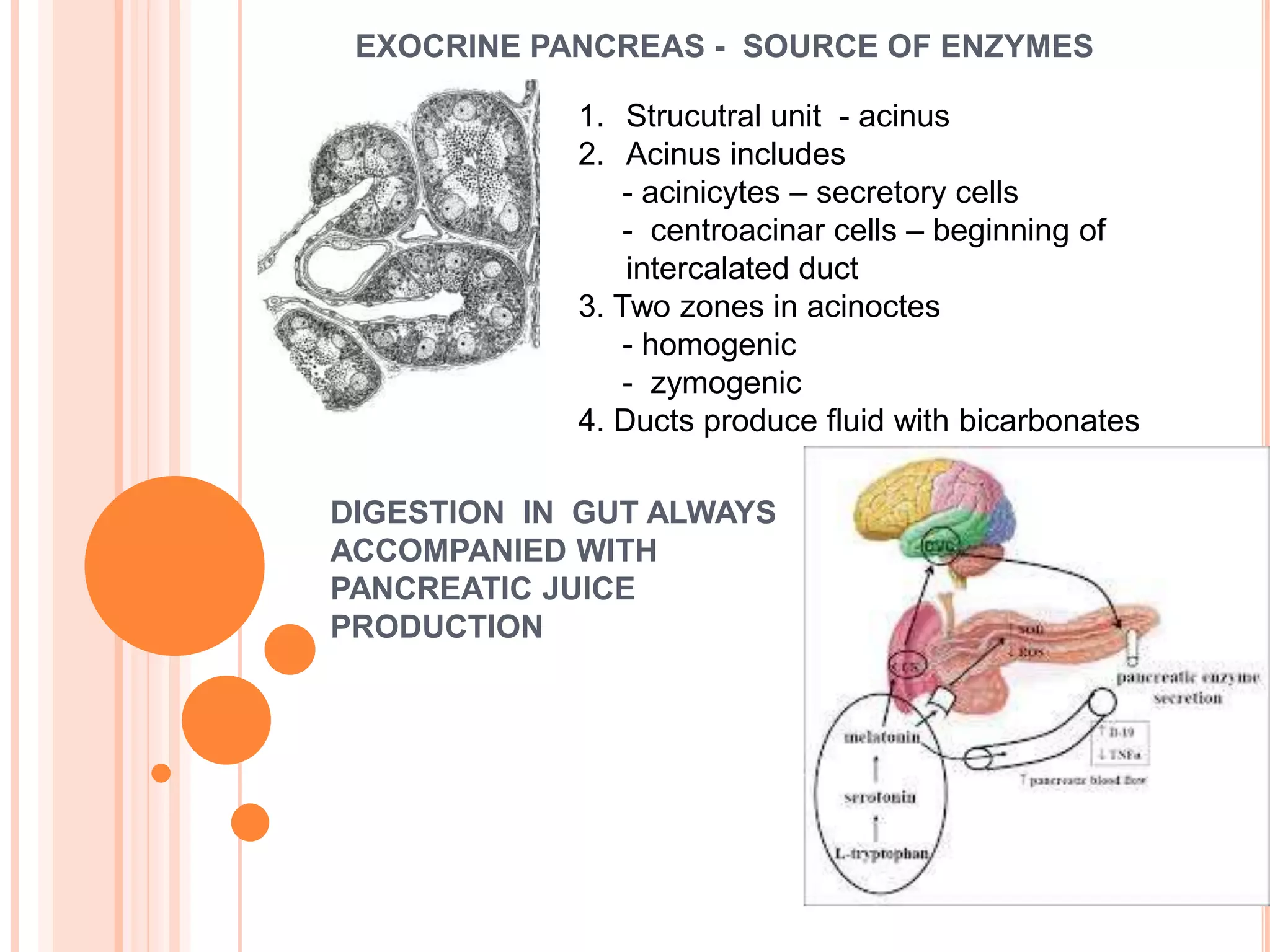 Digestive glands | PPTX
