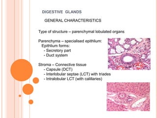 Digestive glands | PPTX