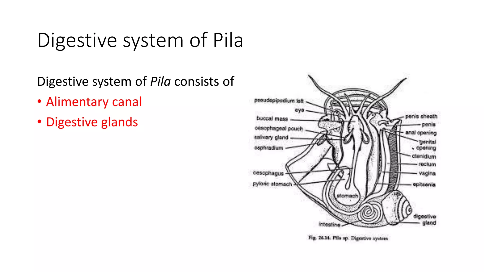 Digestive glands Of Pila globusa | PPTX