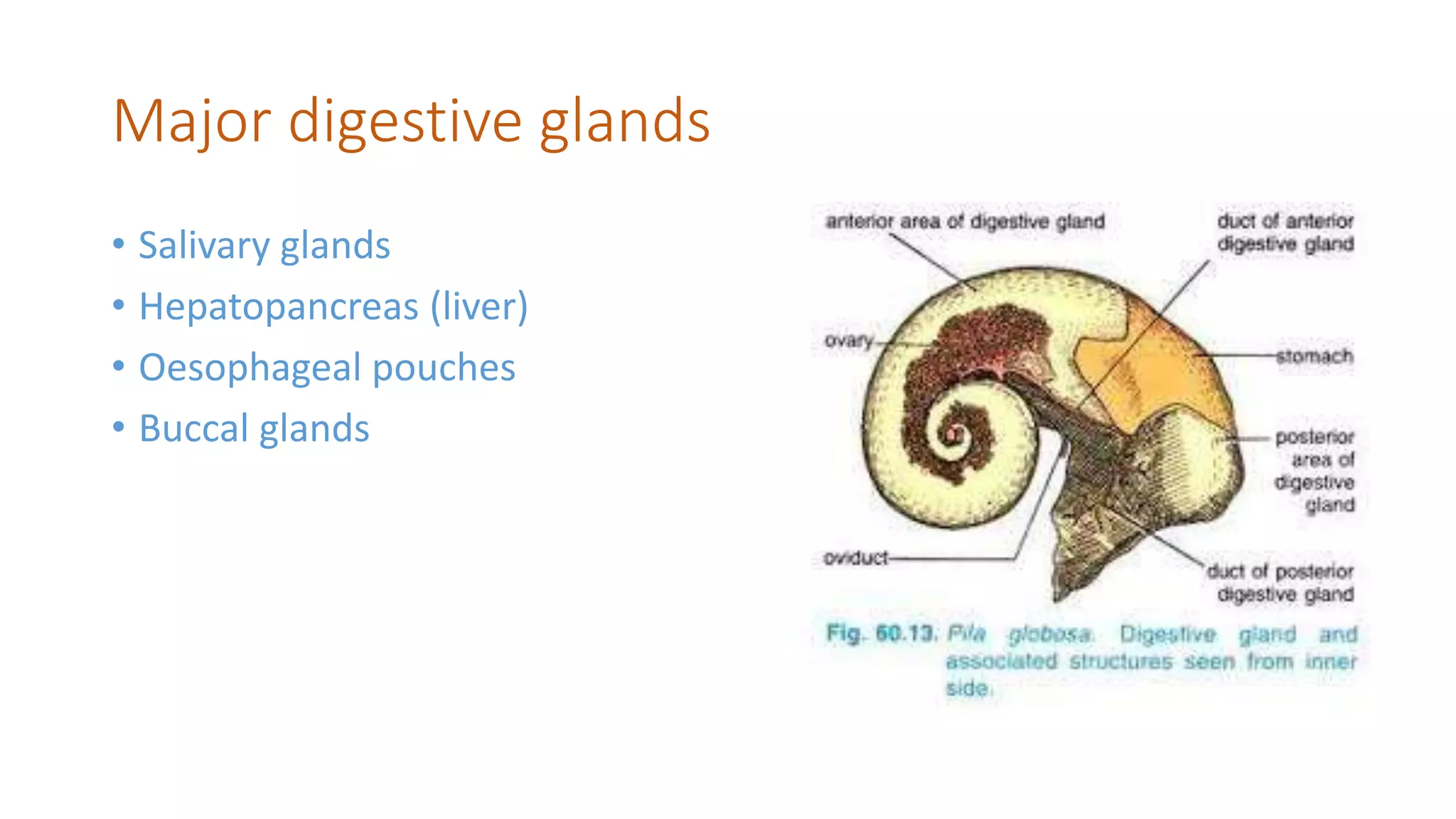 Digestive glands Of Pila globusa | PPTX