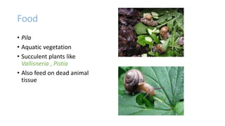 Digestive glands Of Pila globusa | PPTX