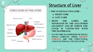 DIGESTIVE GLANDS//Associative Glands of GIT// LIVER | PPTX