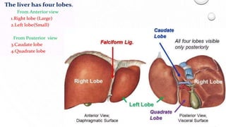 DIGESTIVE GLANDS//Associative Glands of GIT// LIVER | PPTX