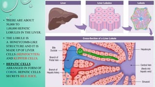 DIGESTIVE GLANDS//Associative Glands of GIT// LIVER | PPTX