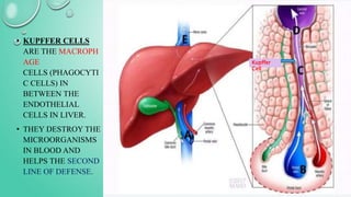 DIGESTIVE GLANDS//Associative Glands of GIT// LIVER | PPTX