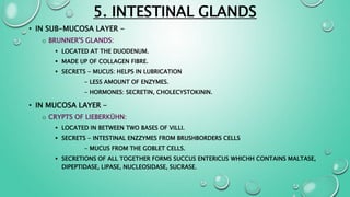 DIGESTIVE GLANDS//Associative Glands of GIT// LIVER | PPTX