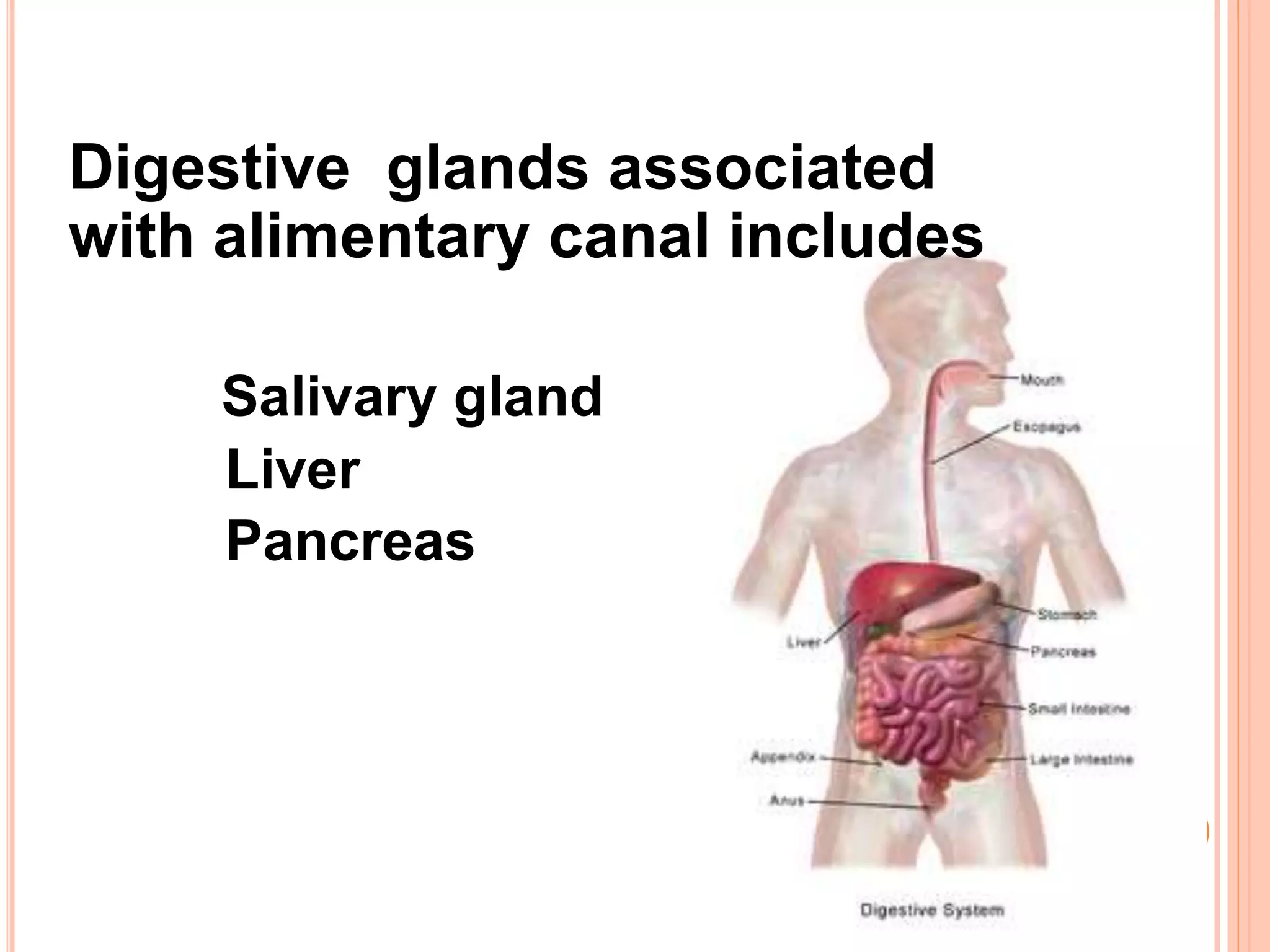 Digestive glands in human | PPTX