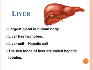 Digestive glands in human | PPTX