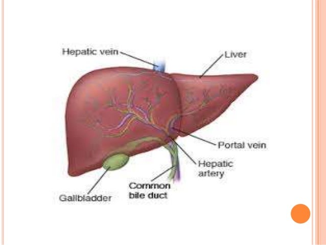 Which Is The Largest Gland What Is The Largest Gland In The Body which-is-the-largest-gland-what-is-the-largest-gland-in-the-body