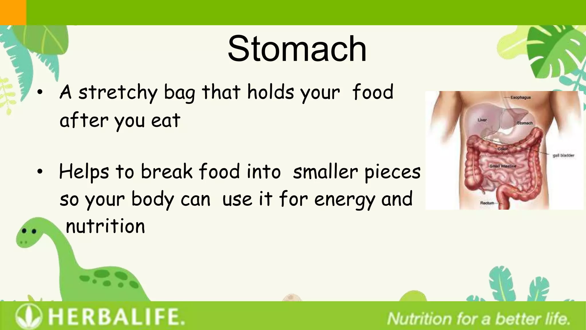 DIGESTIVE HEALTH.ppt