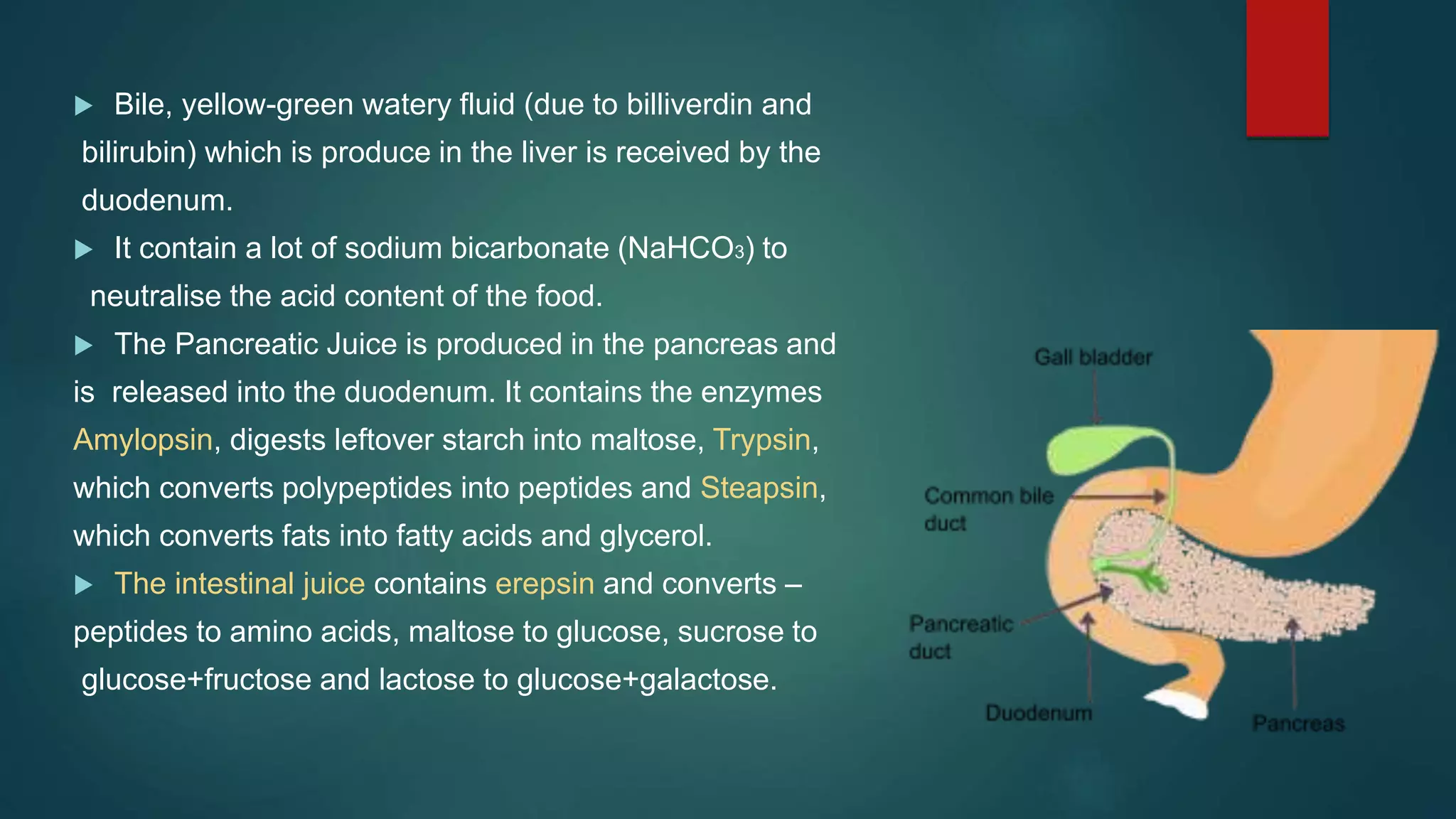 Digestive System | PPTX