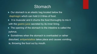 Digestive System | PPTX