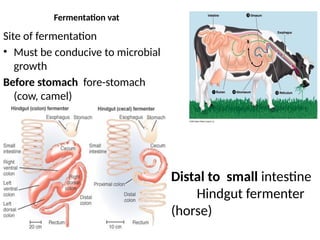 Digestive Physiology of Herbivores veterinary | PPTX