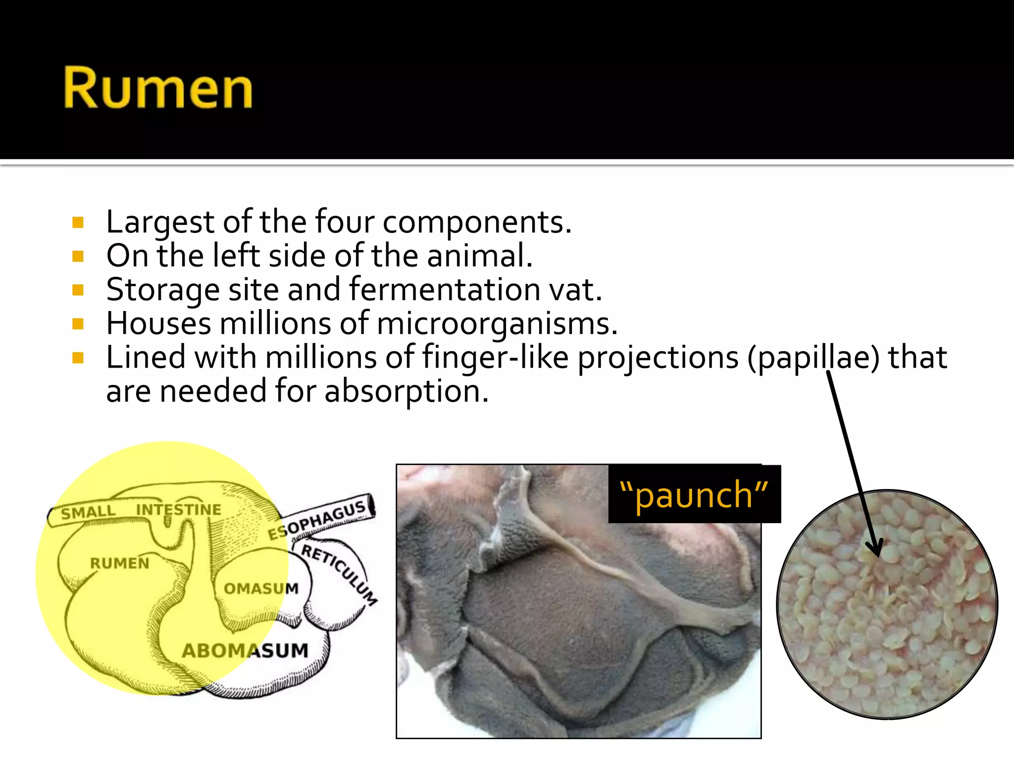 Digestive physiology | PPTX