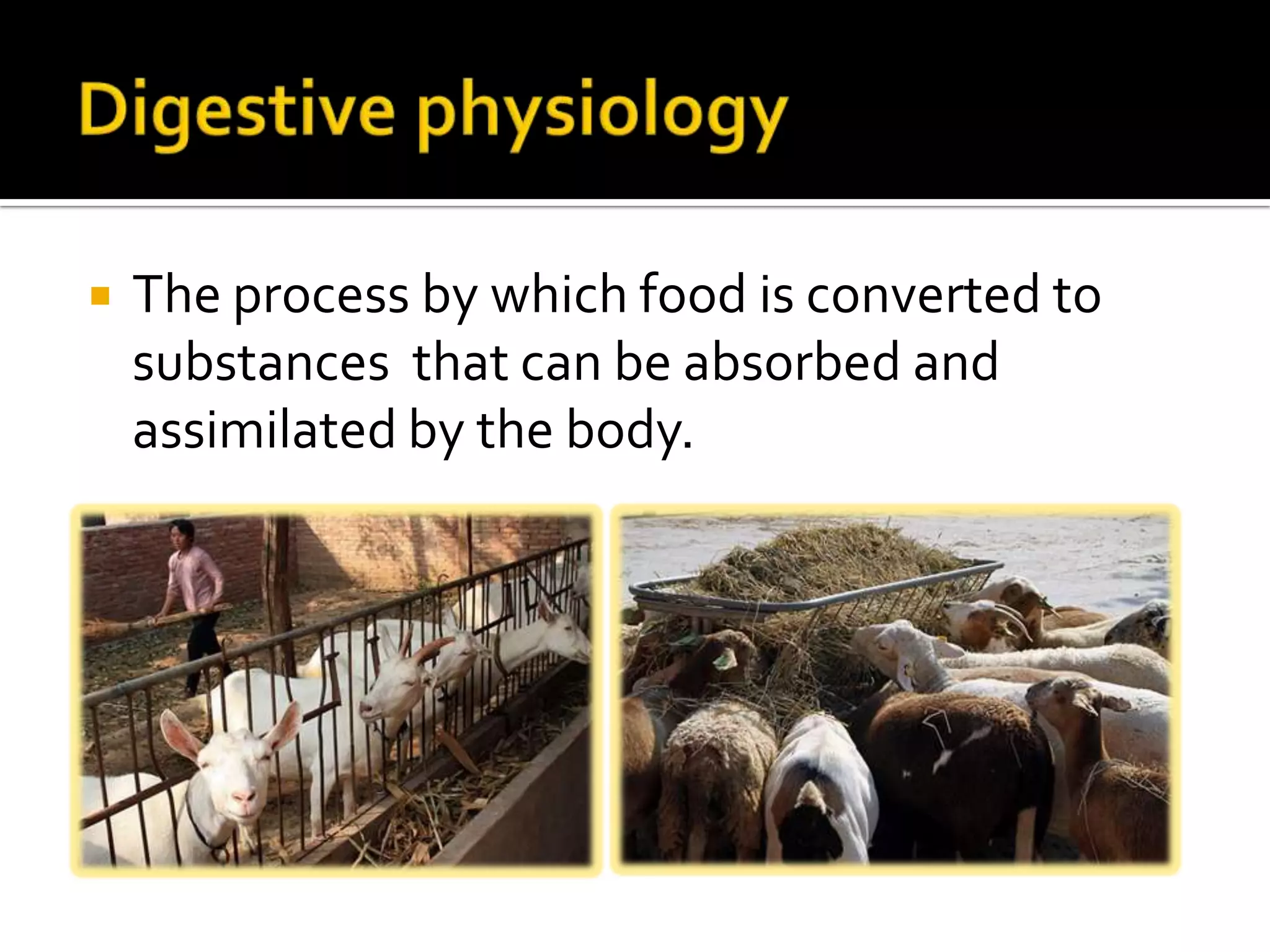 Digestive physiology | PPTX