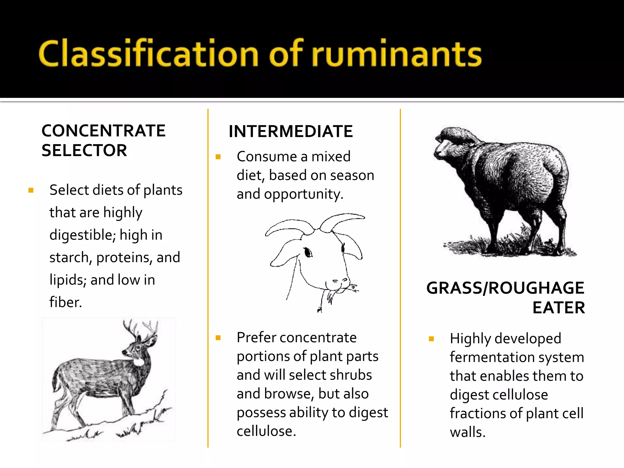 Digestive physiology | PPTX