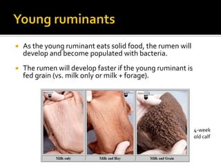 Digestive physiology | PPT