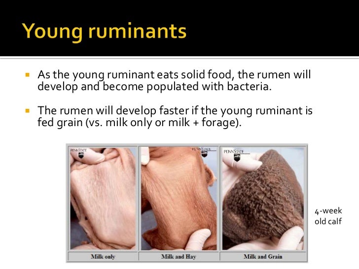 Digestive physiology