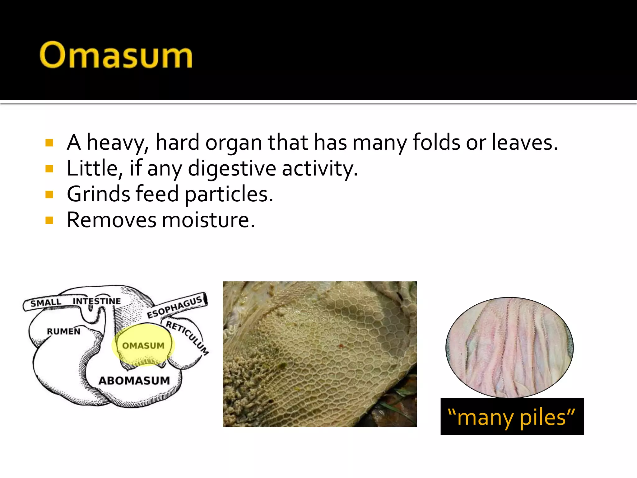 Digestive physiology | PPT