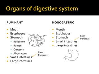 Digestive physiology | PPTX