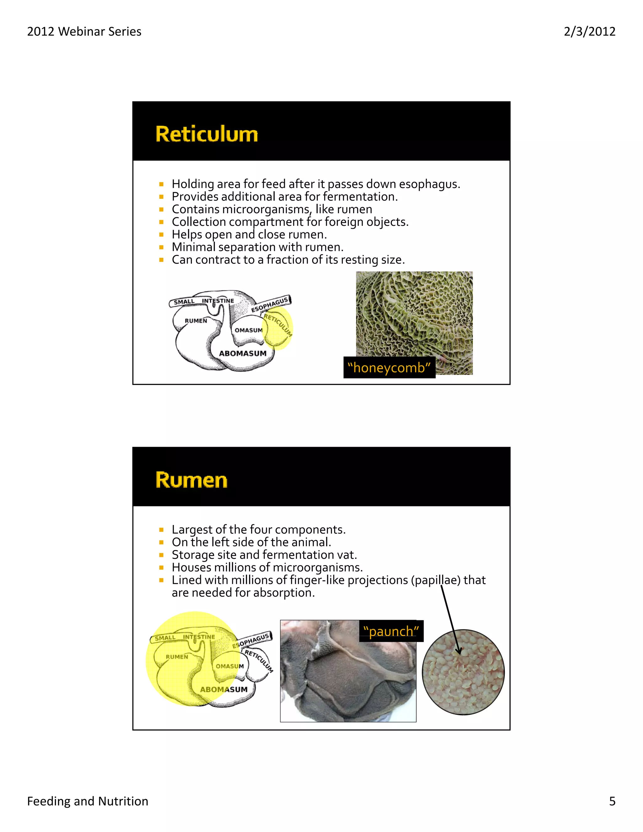 Digestive physiology | PDF