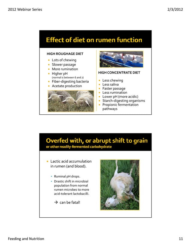 Digestive physiology | PDF