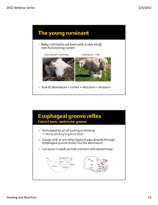 Digestive physiology | PDF