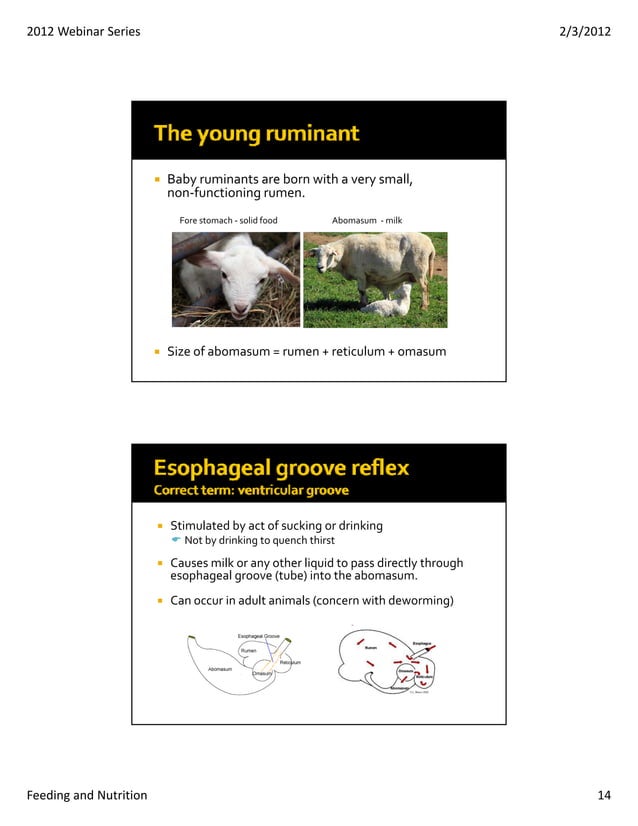 Digestive physiology | PDF