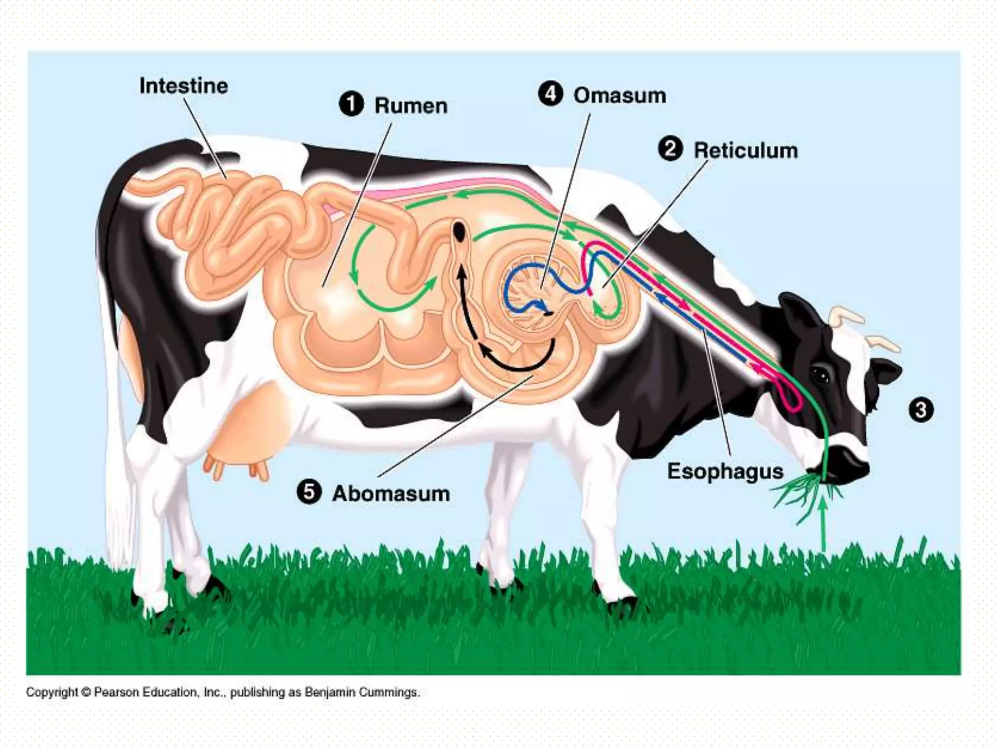 Digestive physiology of farm animals | PPTX