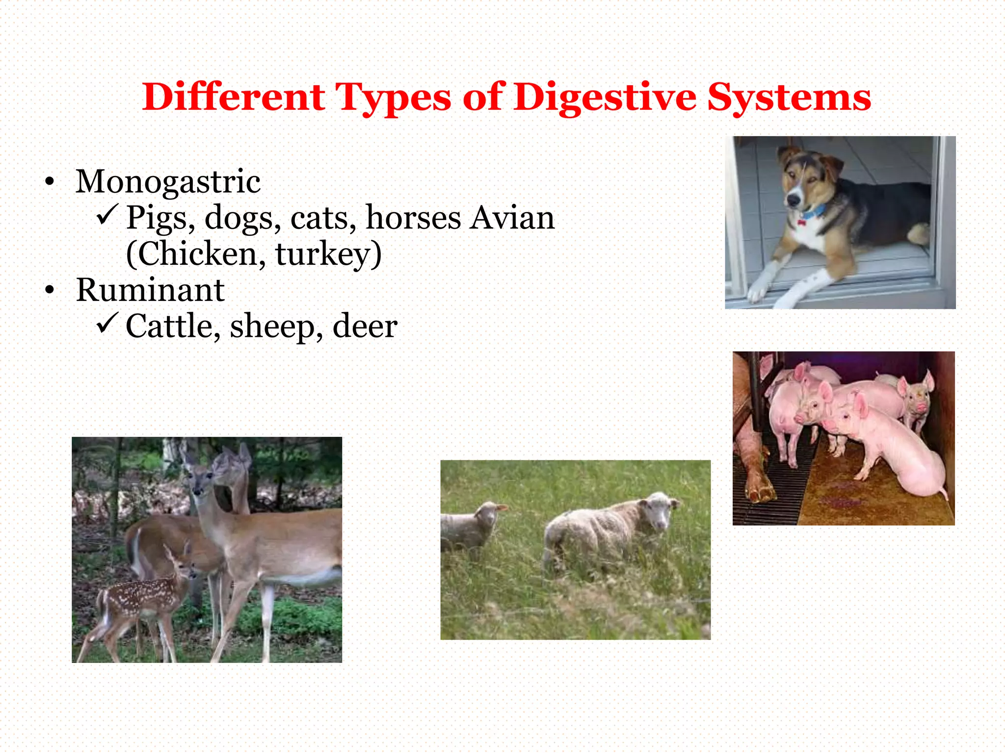 Digestive physiology of farm animals | PPTX