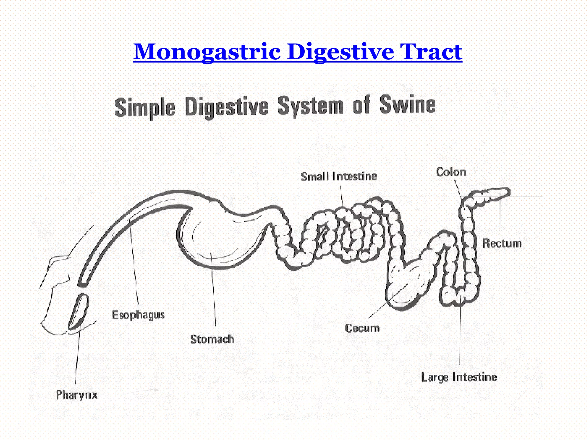 Digestive physiology of farm animals | PPTX