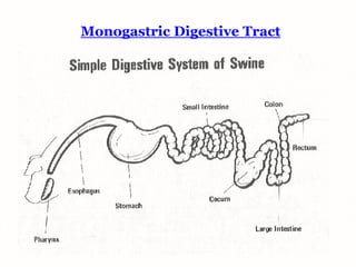 Digestive physiology of farm animals | PPTX