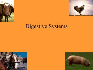 Digestivepowerpoint comparative anatomy.ppt