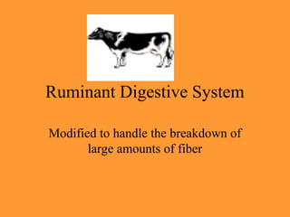 Digestivepowerpoint comparative anatomy.ppt