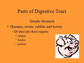 Digestivepowerpoint comparative anatomy.ppt