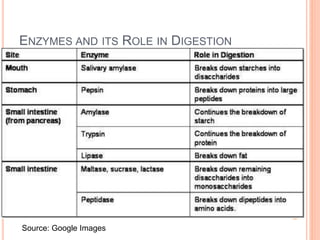 Digestive System and their Interaction with Other Organ | PPTX