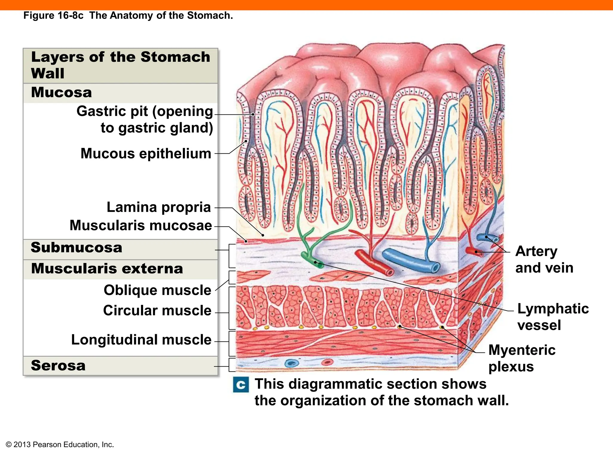 Anatomy and Physiology of Digestive System | PPT