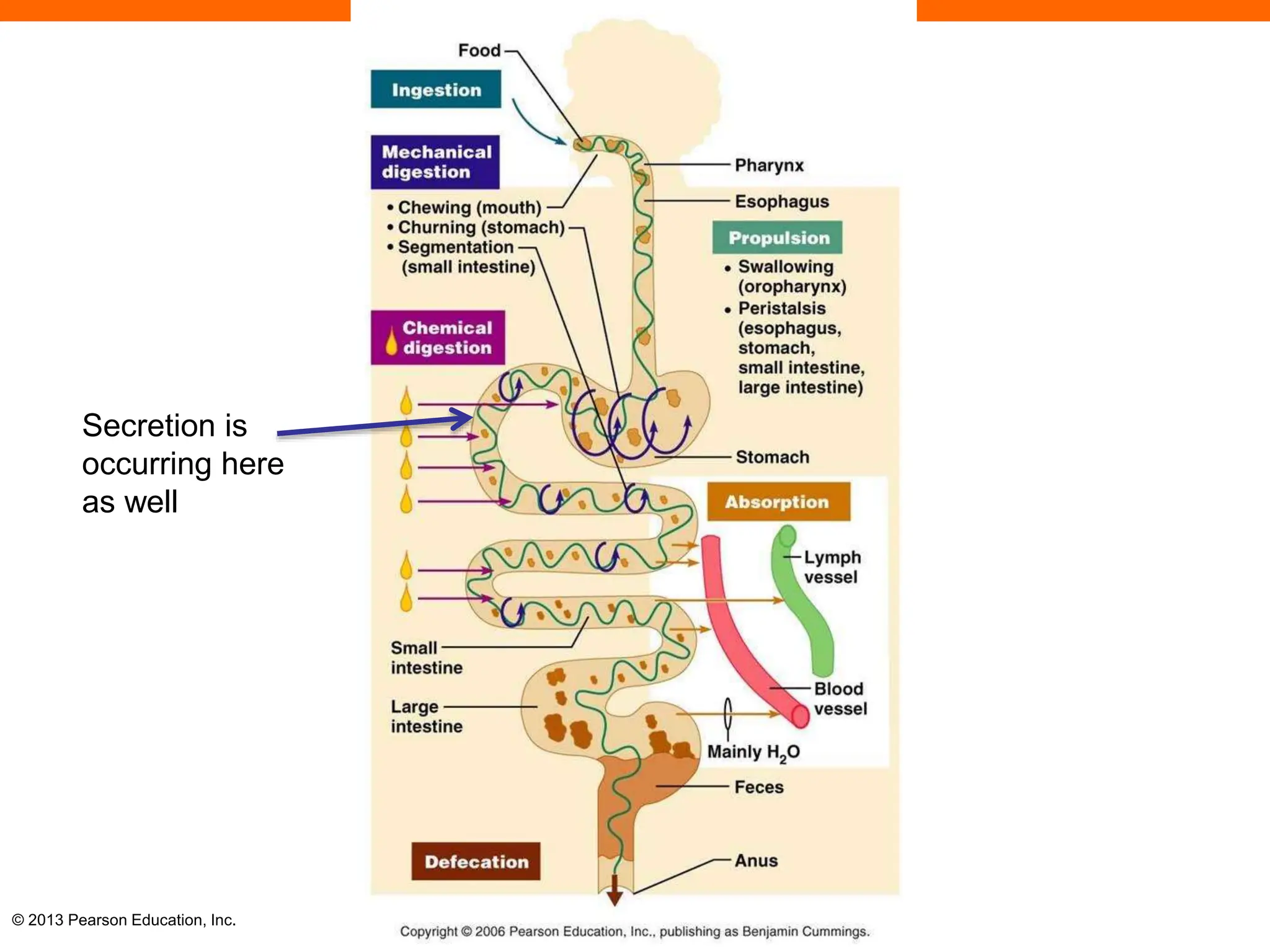 Anatomy and Physiology of Digestive System | PPT | Digestive Disorders ...
